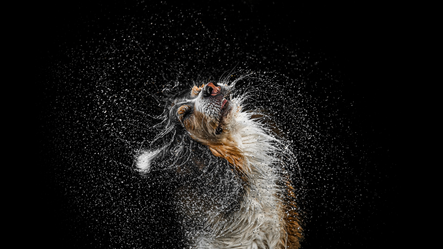 19 charming winners from the Dog Photography Awards | Popular Science