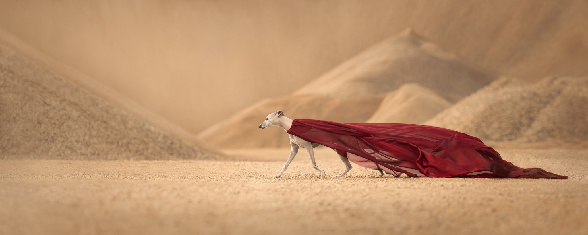 19 charming winners from the Dog Photography Awards | Popular Science