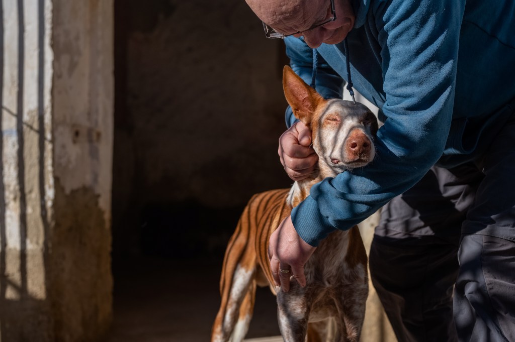 19 charming winners from the Dog Photography Awards | Popular Science