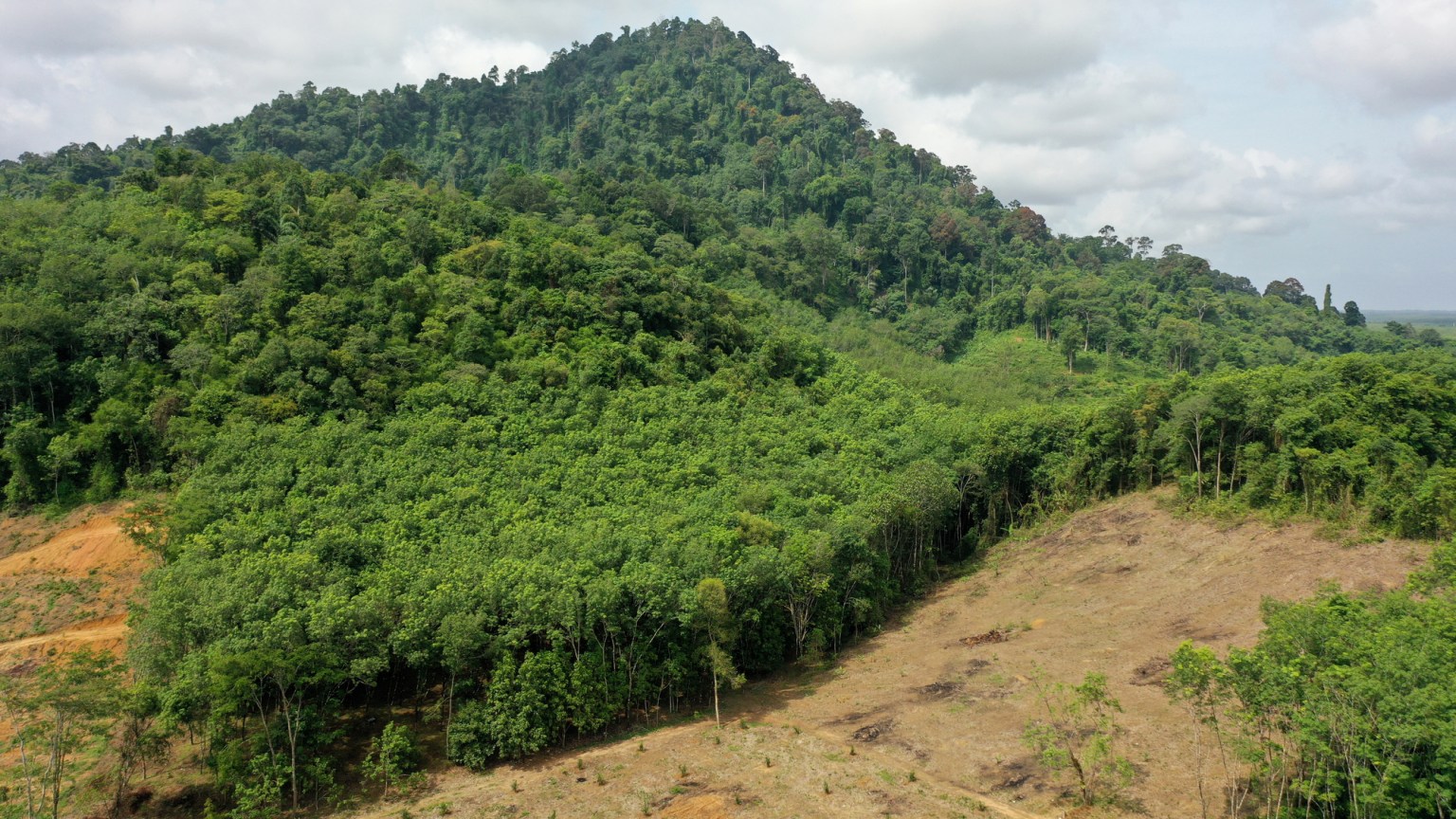 How do you save a rainforest? Leave it alone. | Popular Science