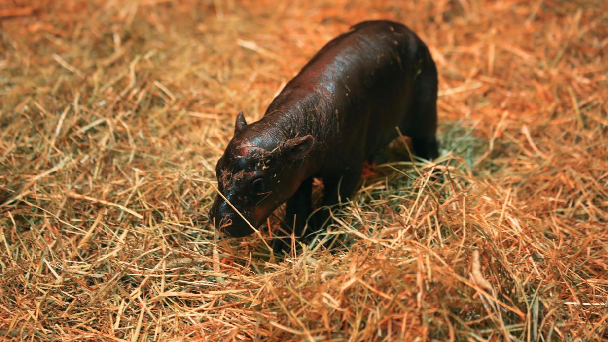 5 things to know about pygmy hippos–like Scotland's own Haggis ...