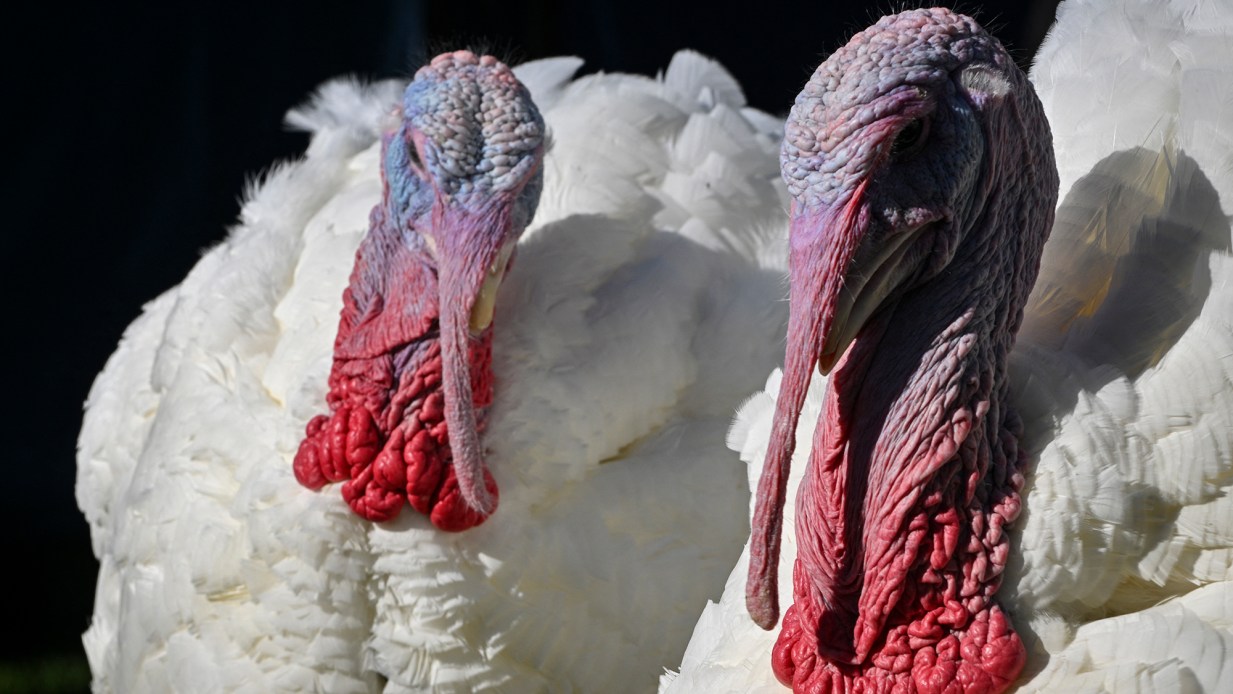 How did Thanksgiving turkeys get so darn big? | Popular Science