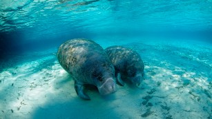 Florida’s famous manatees were originally tourists | Popular Science