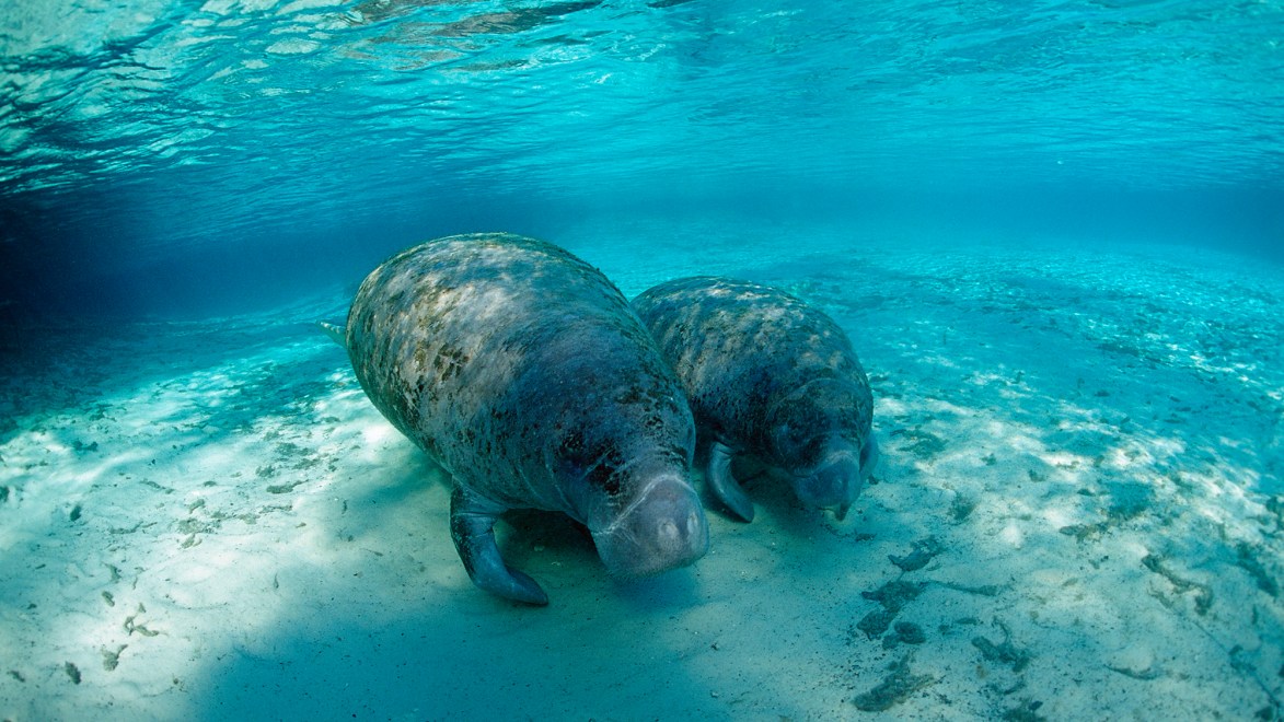 Florida’s famous manatees were originally tourists | Popular Science