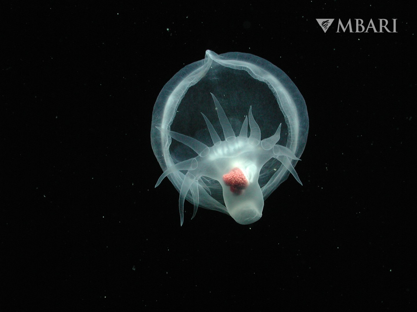 New deep-sea slug catches crustaceans like a Venus fly trap | Popular ...