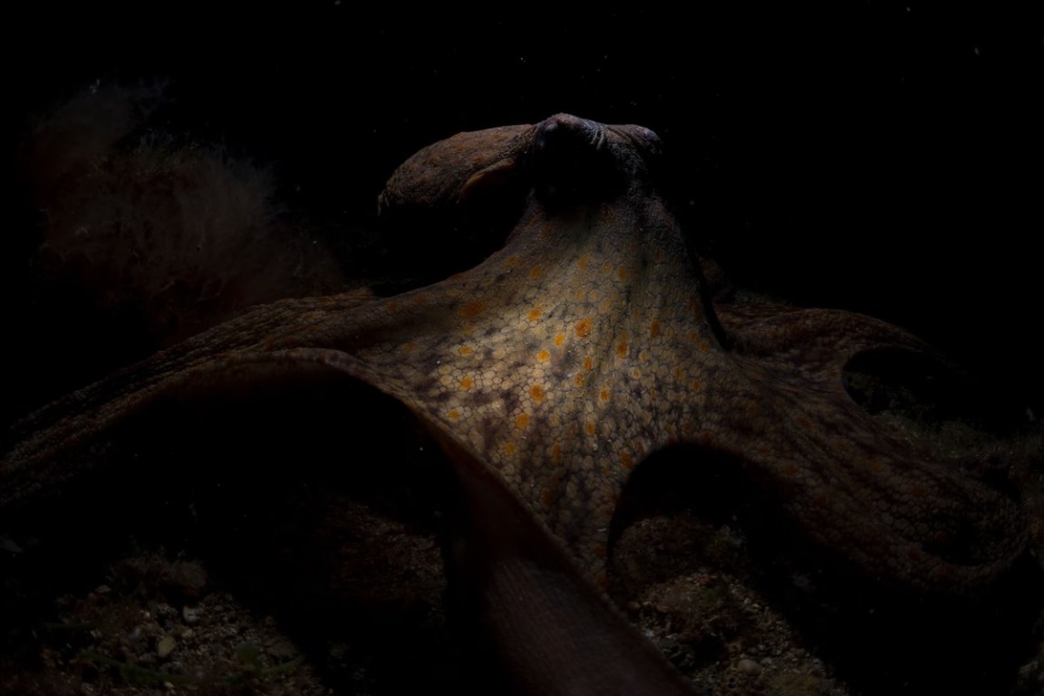 13 marvelous images from the European Wildlife Photographer of the Year ...
