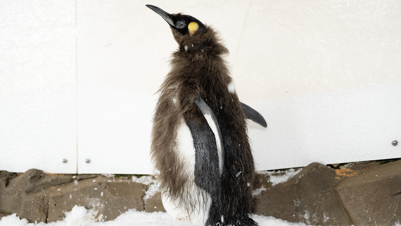 Famously extra large penguin Pesto is molting | Popular Science