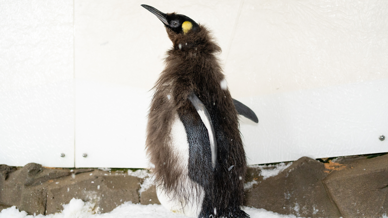 Famously extra large penguin Pesto is molting | Popular Science