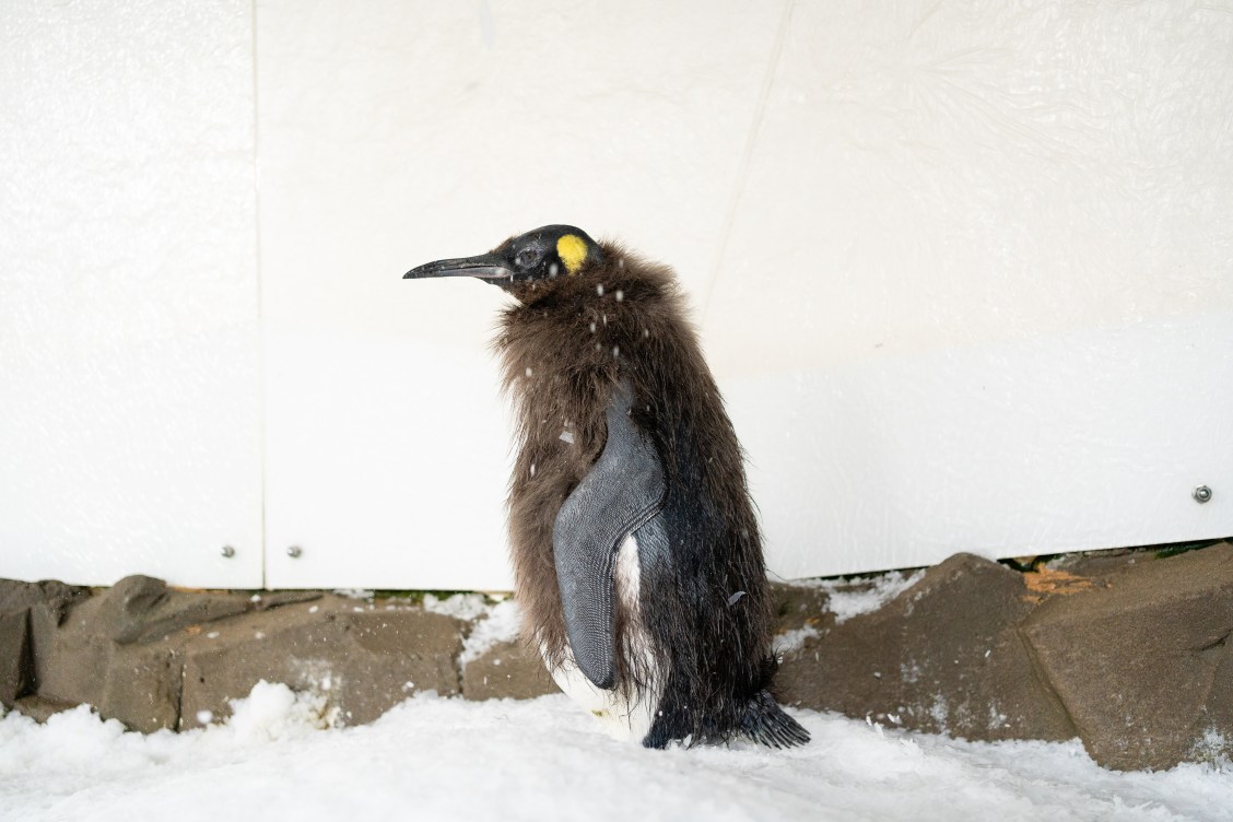 Famously extra large penguin Pesto is molting | Popular Science
