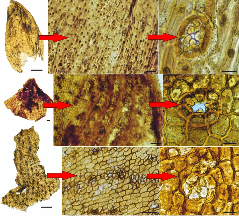 200-million-year-old dinosaur poop and vomit reveal a lost Jurassic ...