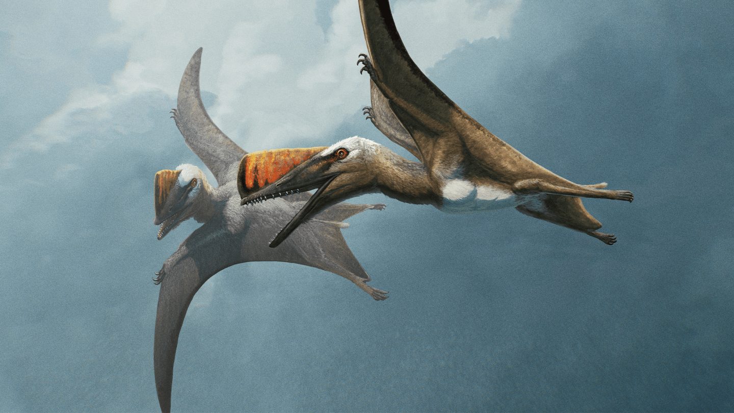 New pterosaur species sliced through the air with a sword-like tail ...