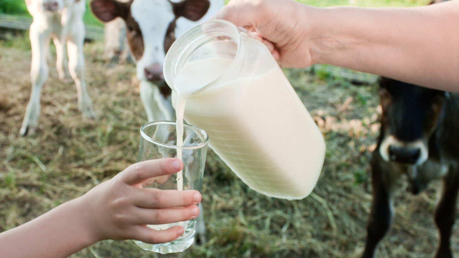 Is raw milk safe? Science has a clear answer. | Popular Science