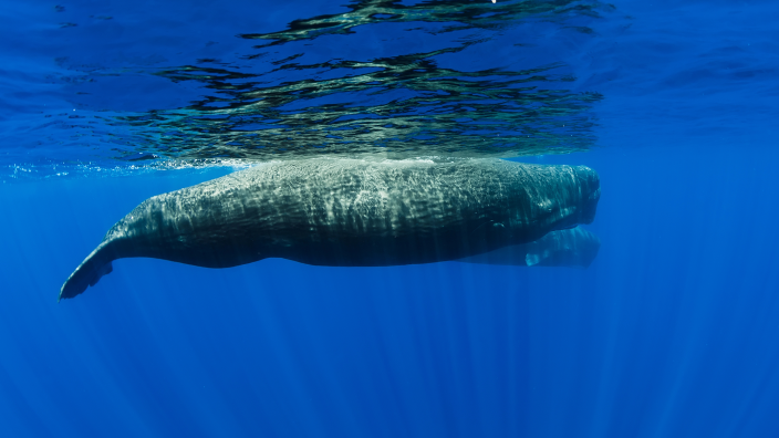 Sperm whales use vowels like humans, new study finds | Popular Science