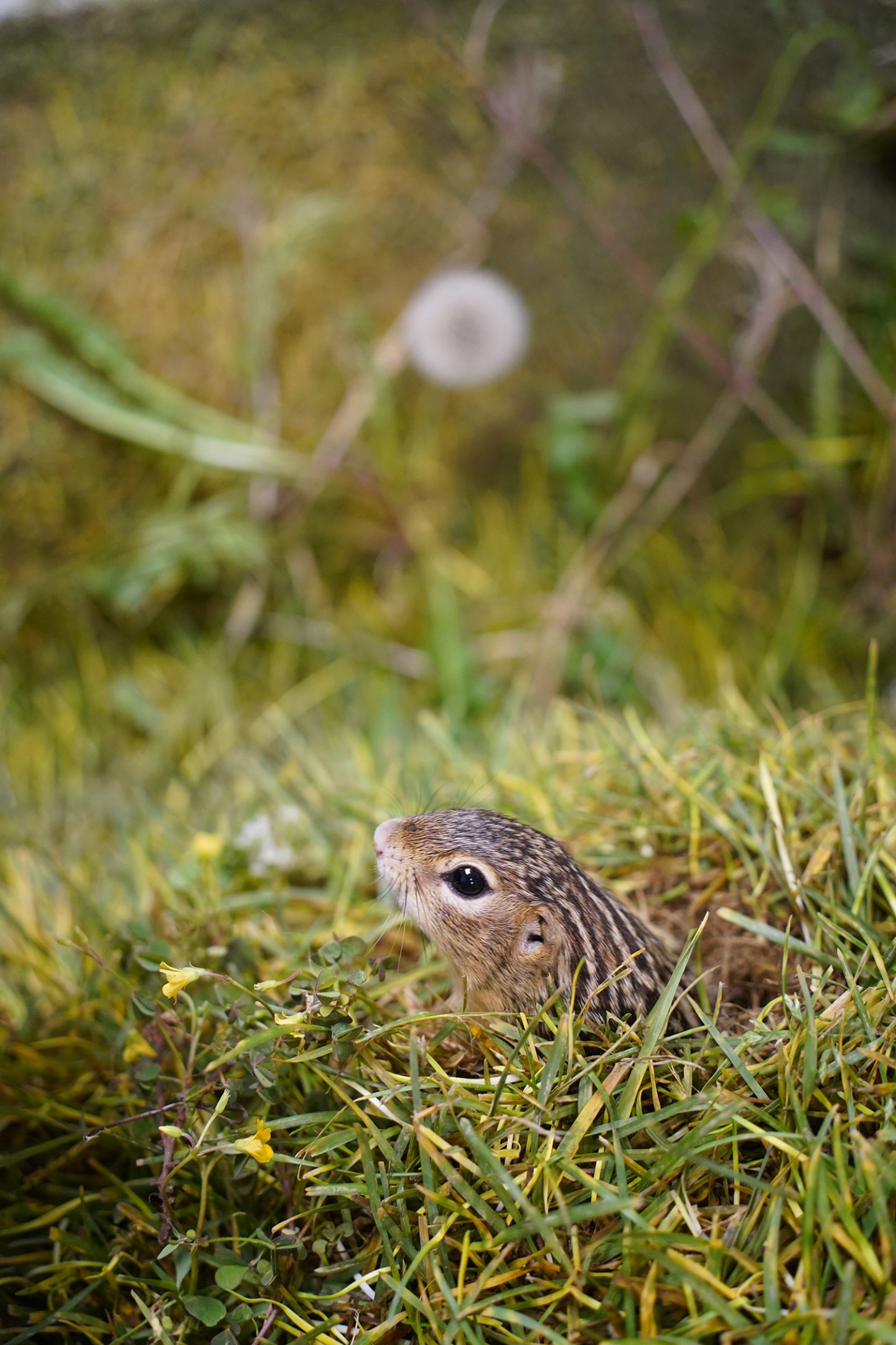 How hibernating squirrels go more than six months without water—and don ...