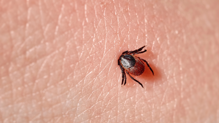 How hitchhiking ticks are bringing diseases to new places | Popular Science