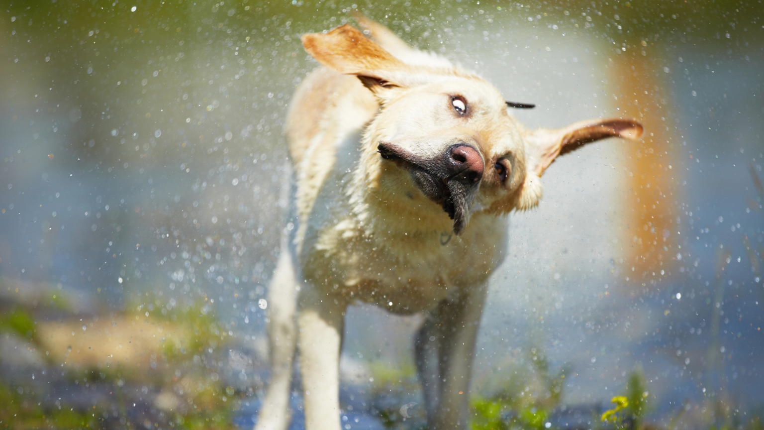 Why wet dogs shake so much | Popular Science