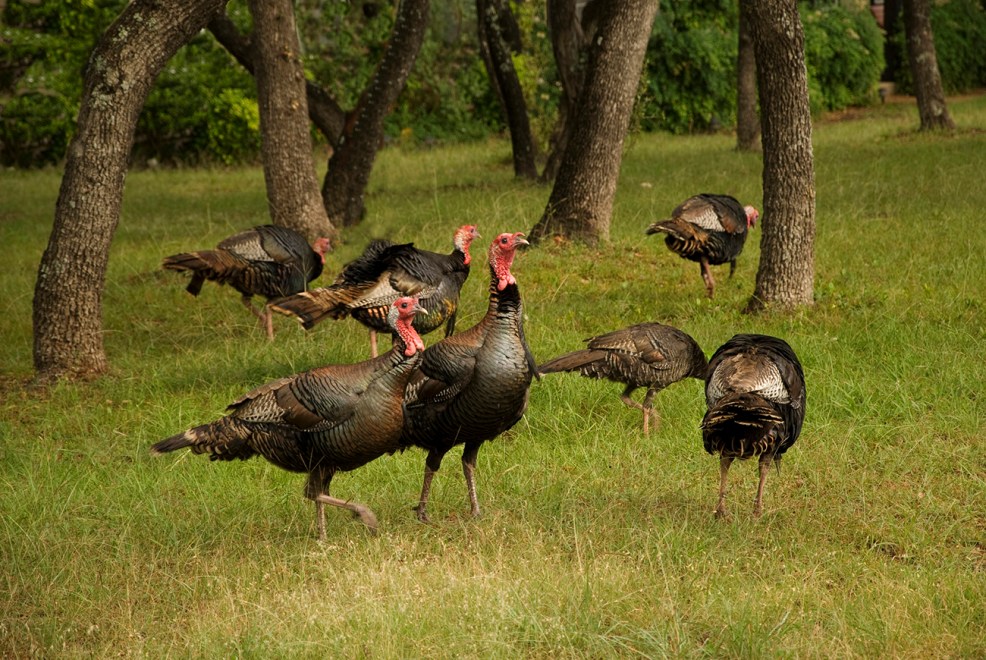 How did Thanksgiving turkeys get so darn big? | Popular Science