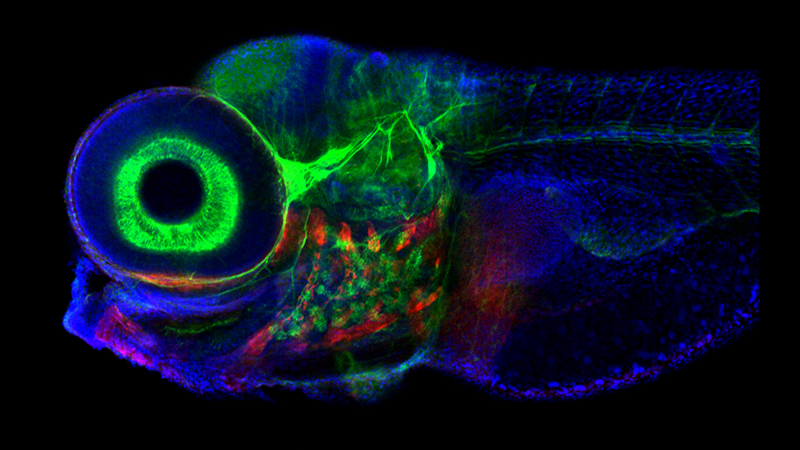 Health Articles, Medical Innovations | Popular Science