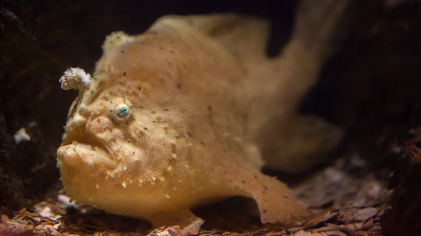 Anglerfish use 'extremely rare' mechanism to control their lures ...