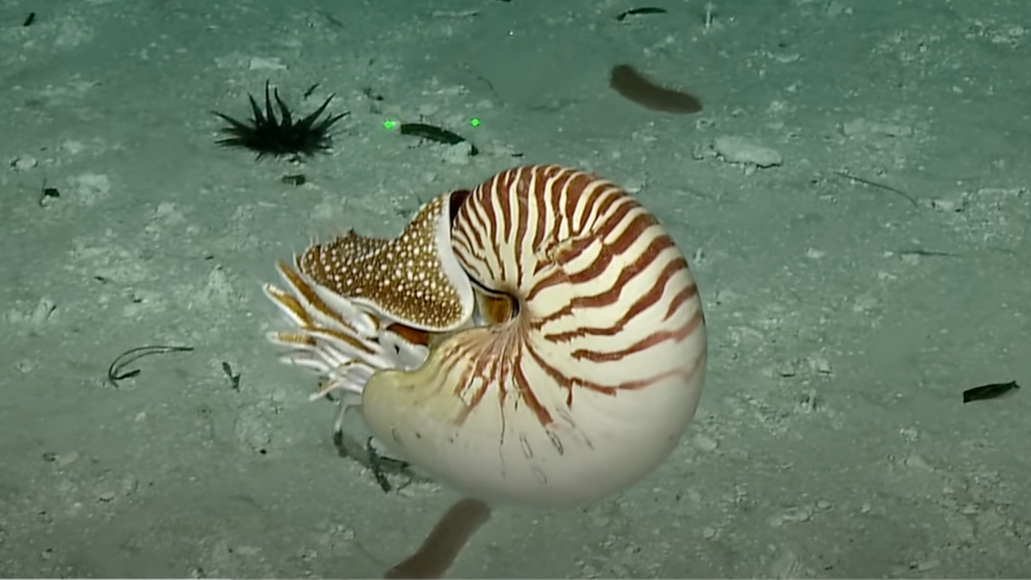 This odd predator thrived before the 'Great Dying' | Popular Science