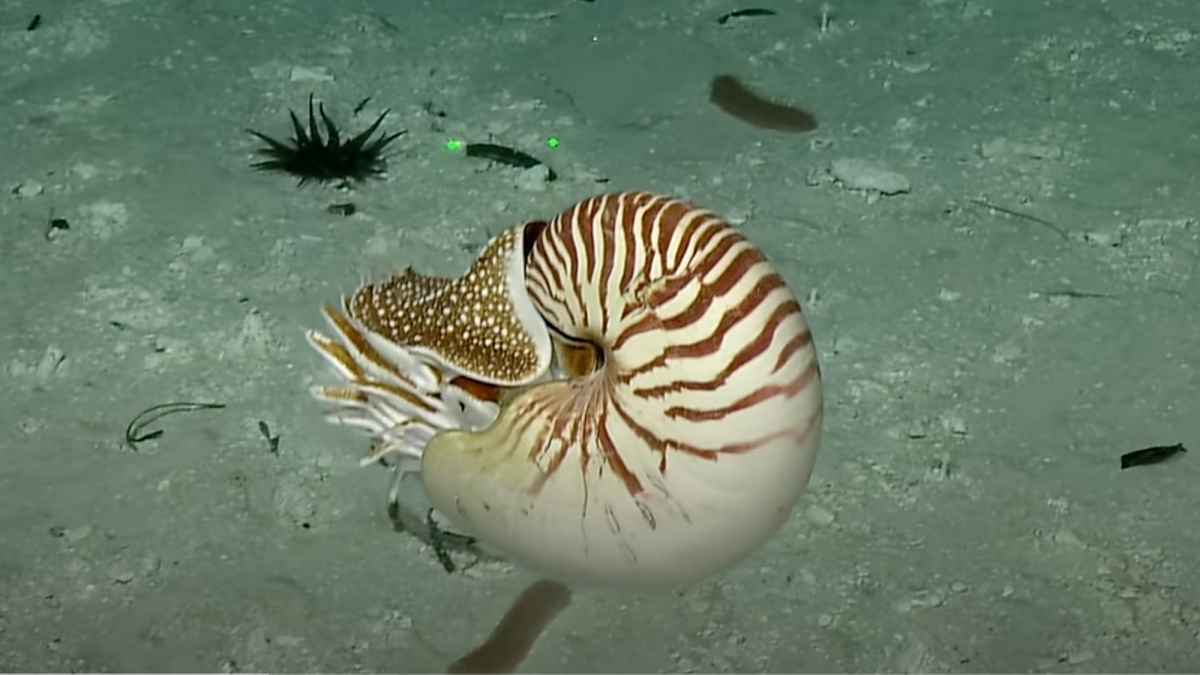 After 15 years, a vessel named 'Nautilus' actually saw a nautilus ...