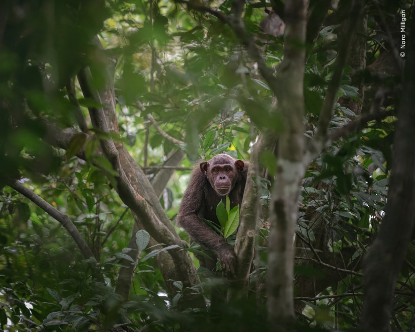 25 enchanting images from the Wildlife Photographer of the Year People ...