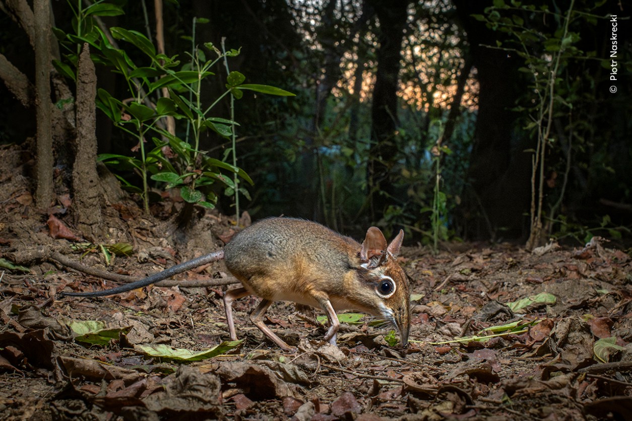 25 enchanting images from the Wildlife Photographer of the Year People ...