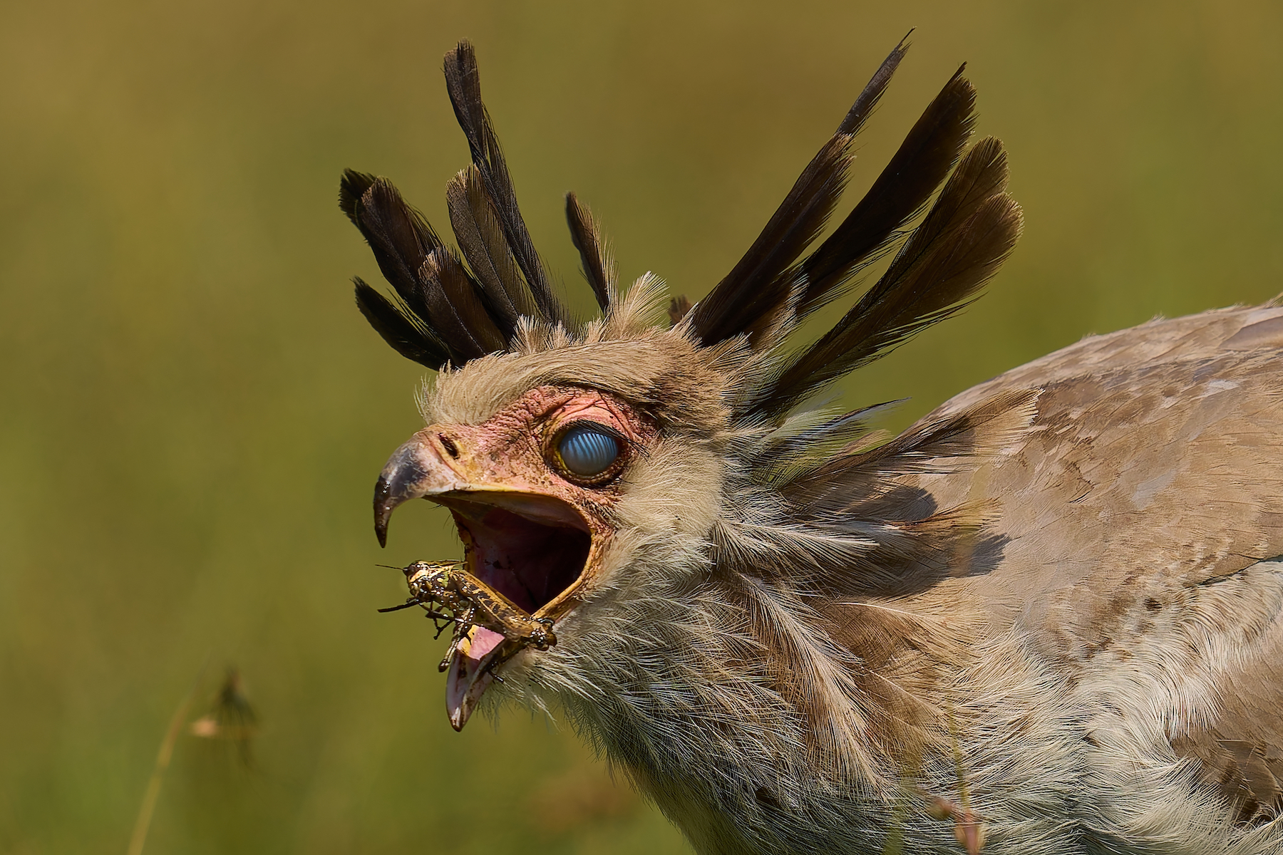 9 fascinating images from the Royal Society Publishing Photography ...