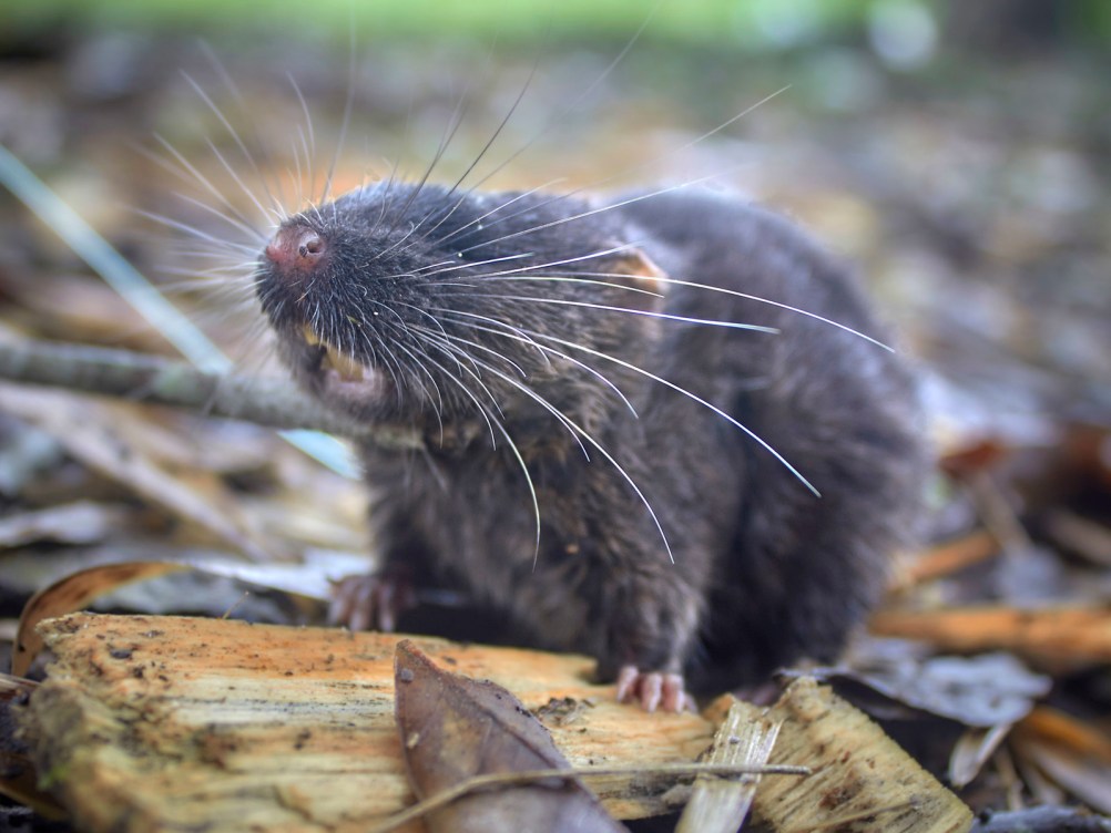 27 new, exciting, and blobby species discovered in the Peruvian ...