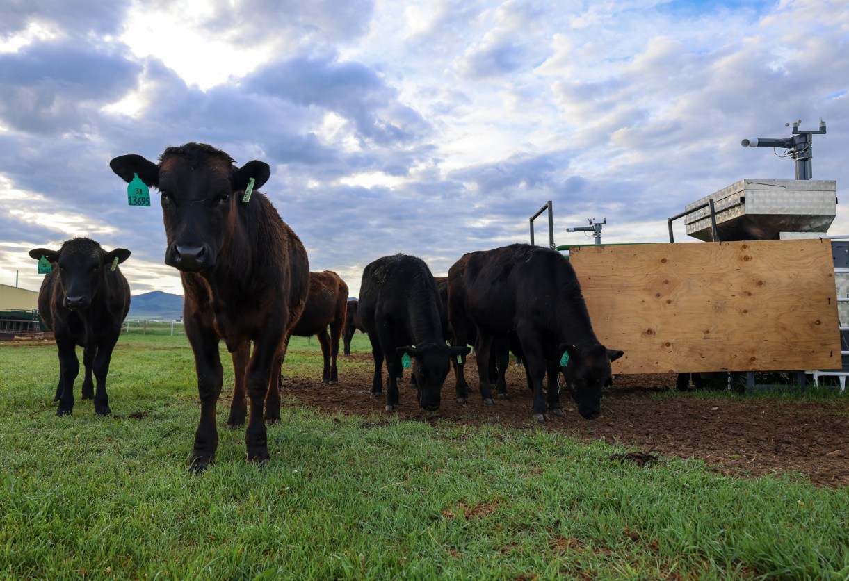 Feeding seaweed to gassy cattle can reduce methane | Popular Science