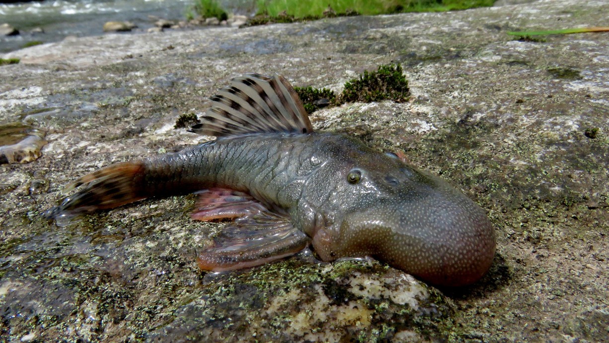 27 new, exciting, and blobby species discovered in the Peruvian ...