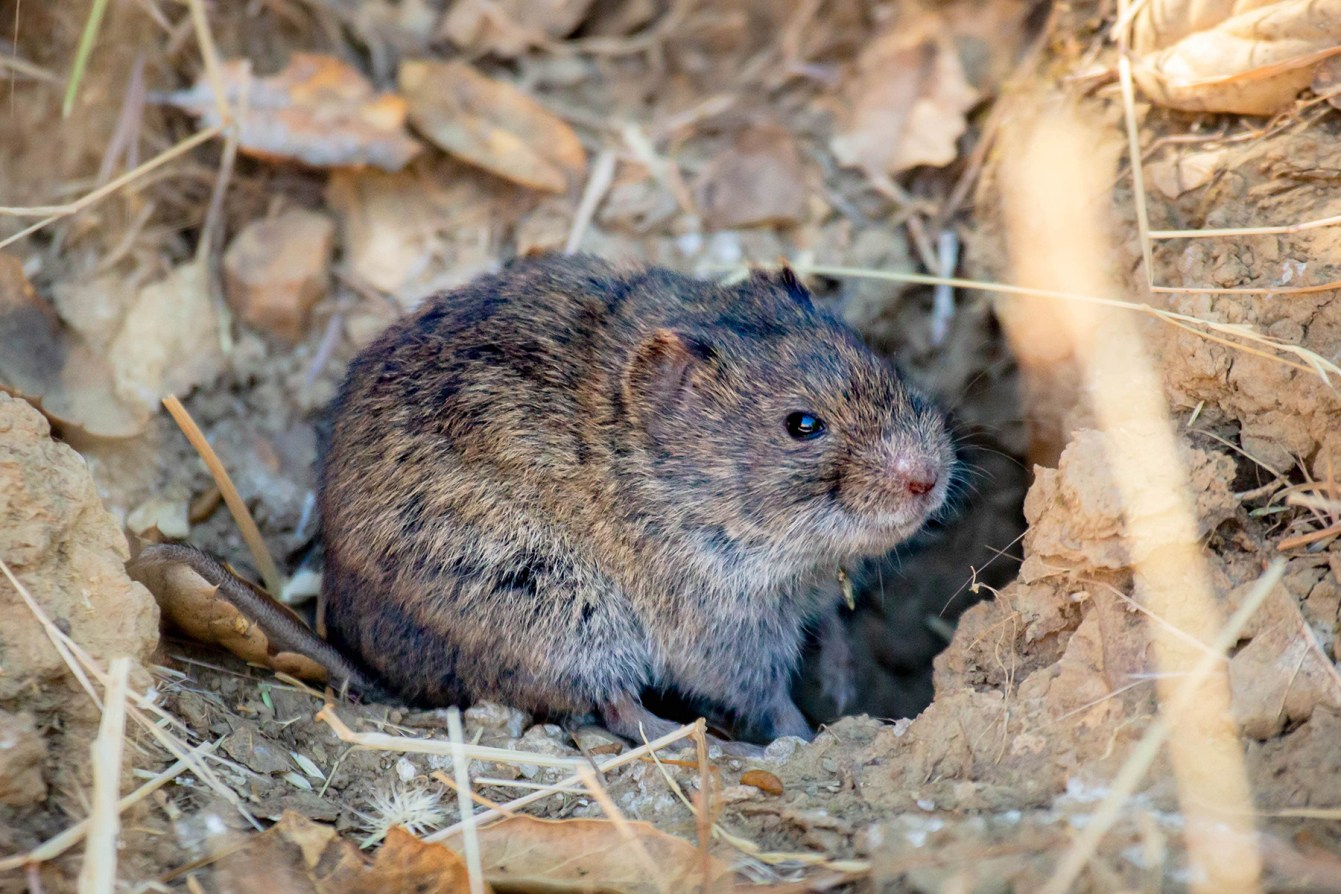 'Shocking:' These squirrels are hunting and eating other rodents ...