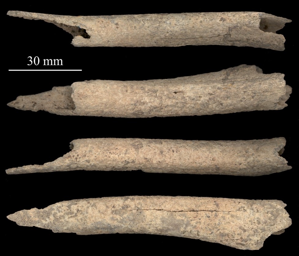 Humans gave dogs treats 12,000 years ago, new archeological evidence ...