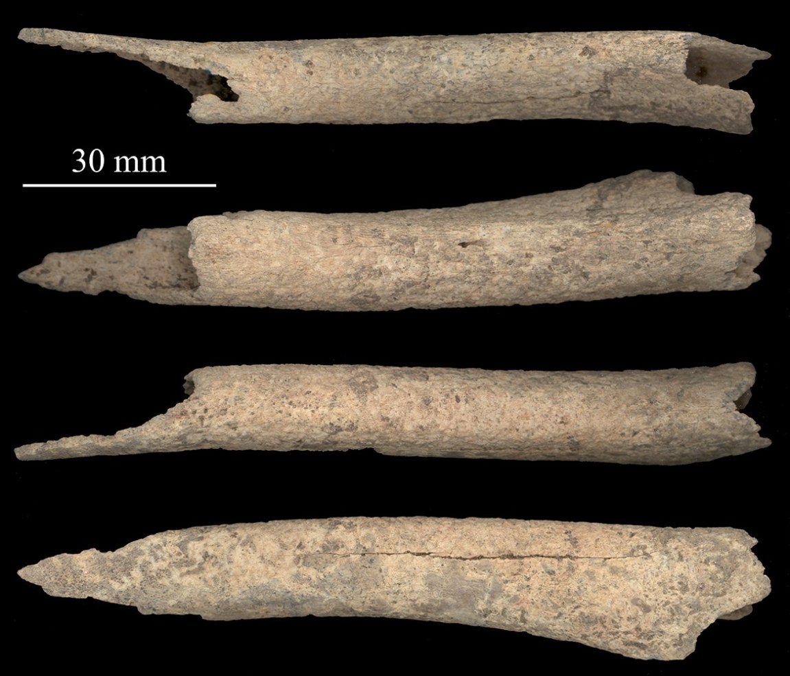 Humans gave dogs treats 12,000 years ago, new archeological evidence ...