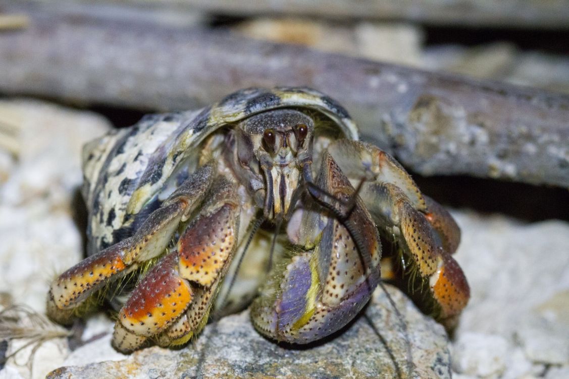 Population of nearly extinct lizard grows 16X in only six years ...
