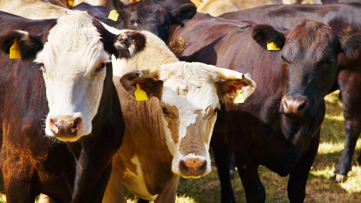 Feeding seaweed to gassy cattle can reduce methane | Popular Science
