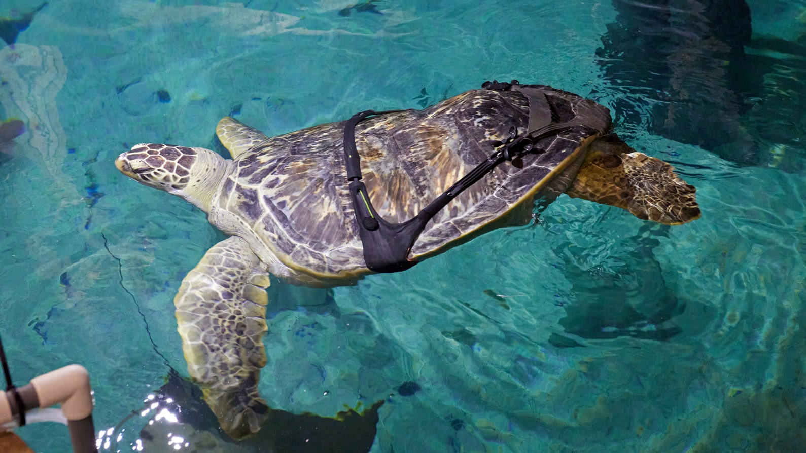 Sea turtle with 'bubble butt syndrome' gets a 3D-printed custom harness ...