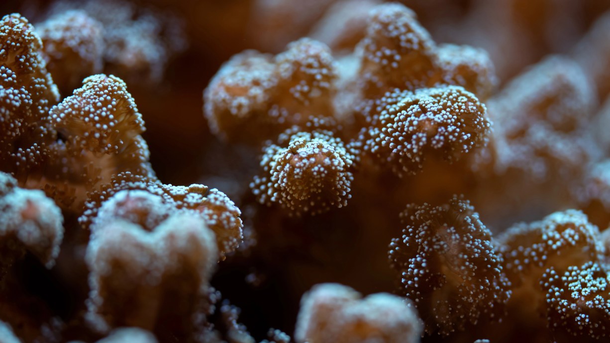 3D-printed, coral-inspired material can heal bones | Popular Science