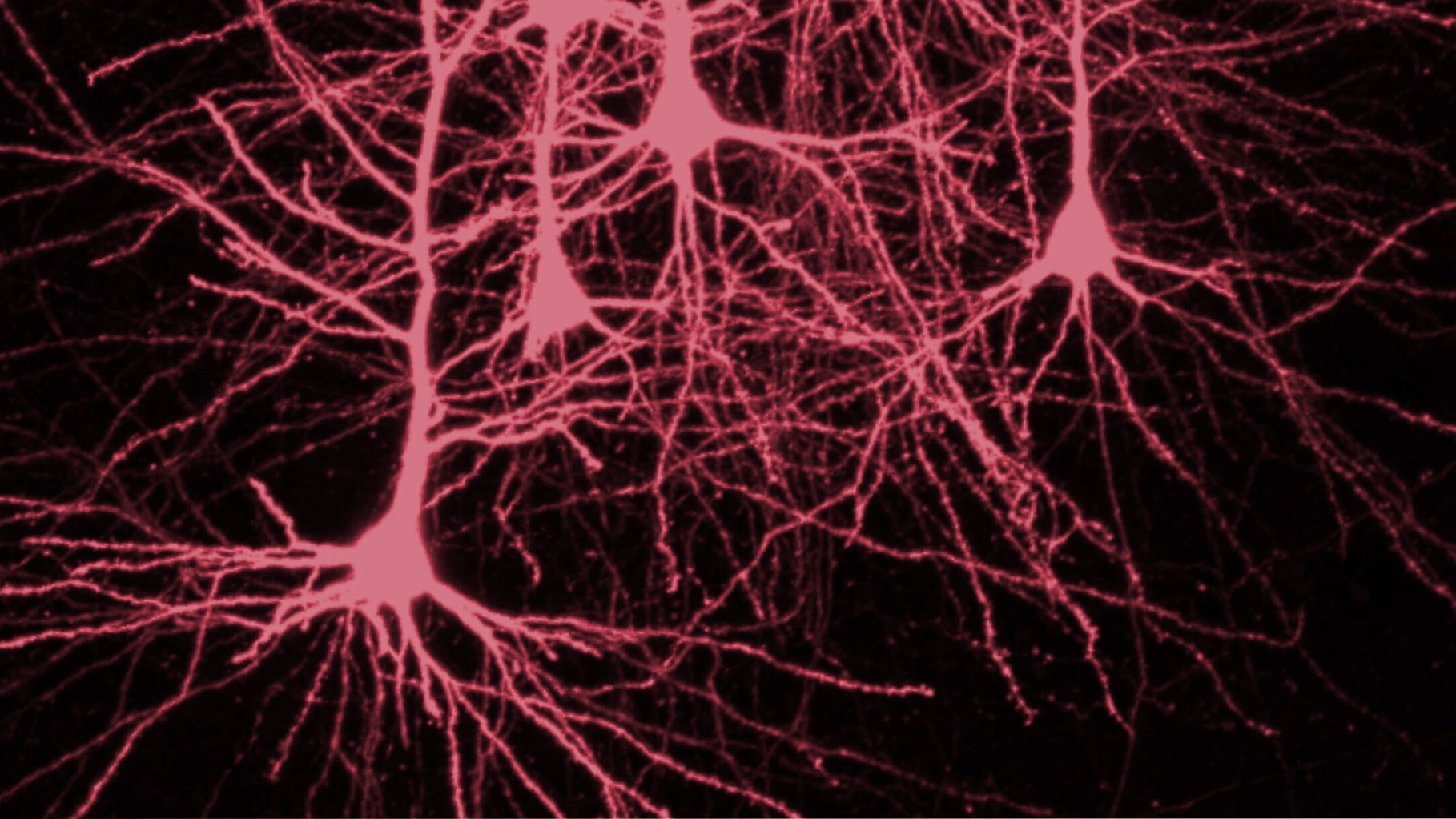 Why is deep sleep so important to memory? It’s about time. | Popular ...