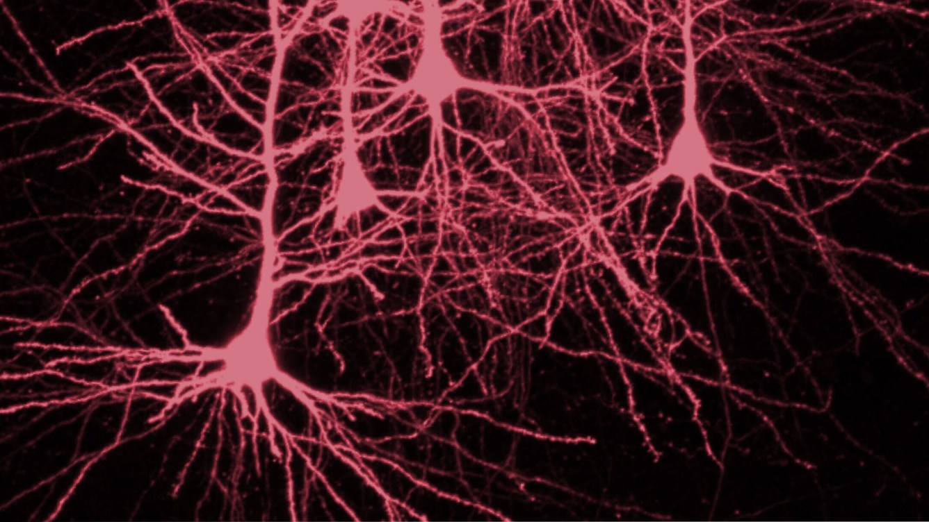 Why is deep sleep so important to memory? It’s about time. | Popular ...