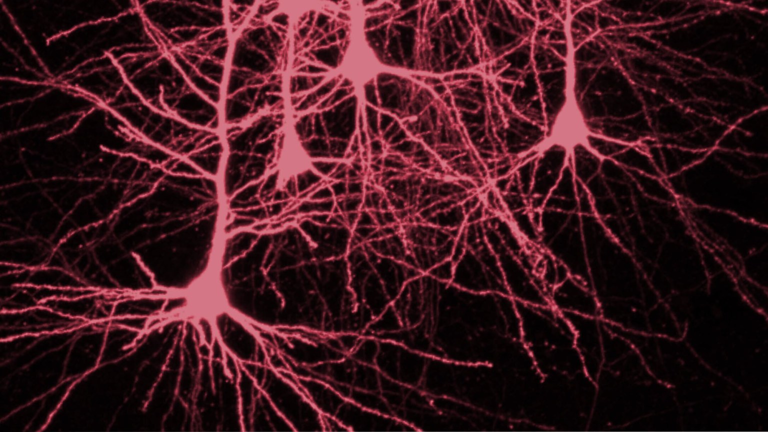 Why is deep sleep so important to memory? It’s about time. | Popular ...