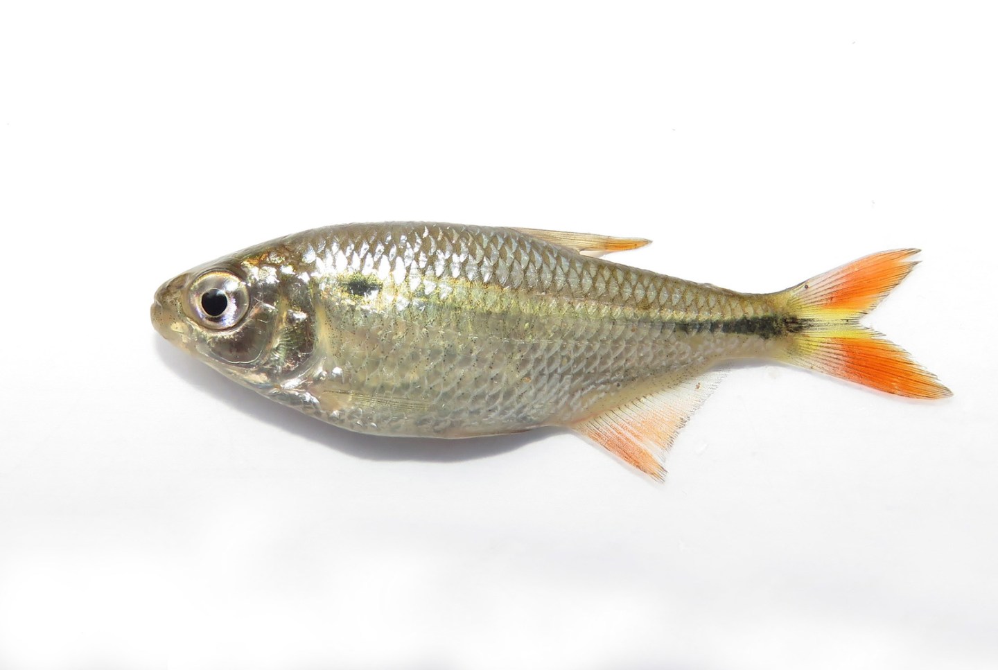 27 new, exciting, and blobby species discovered in the Peruvian ...