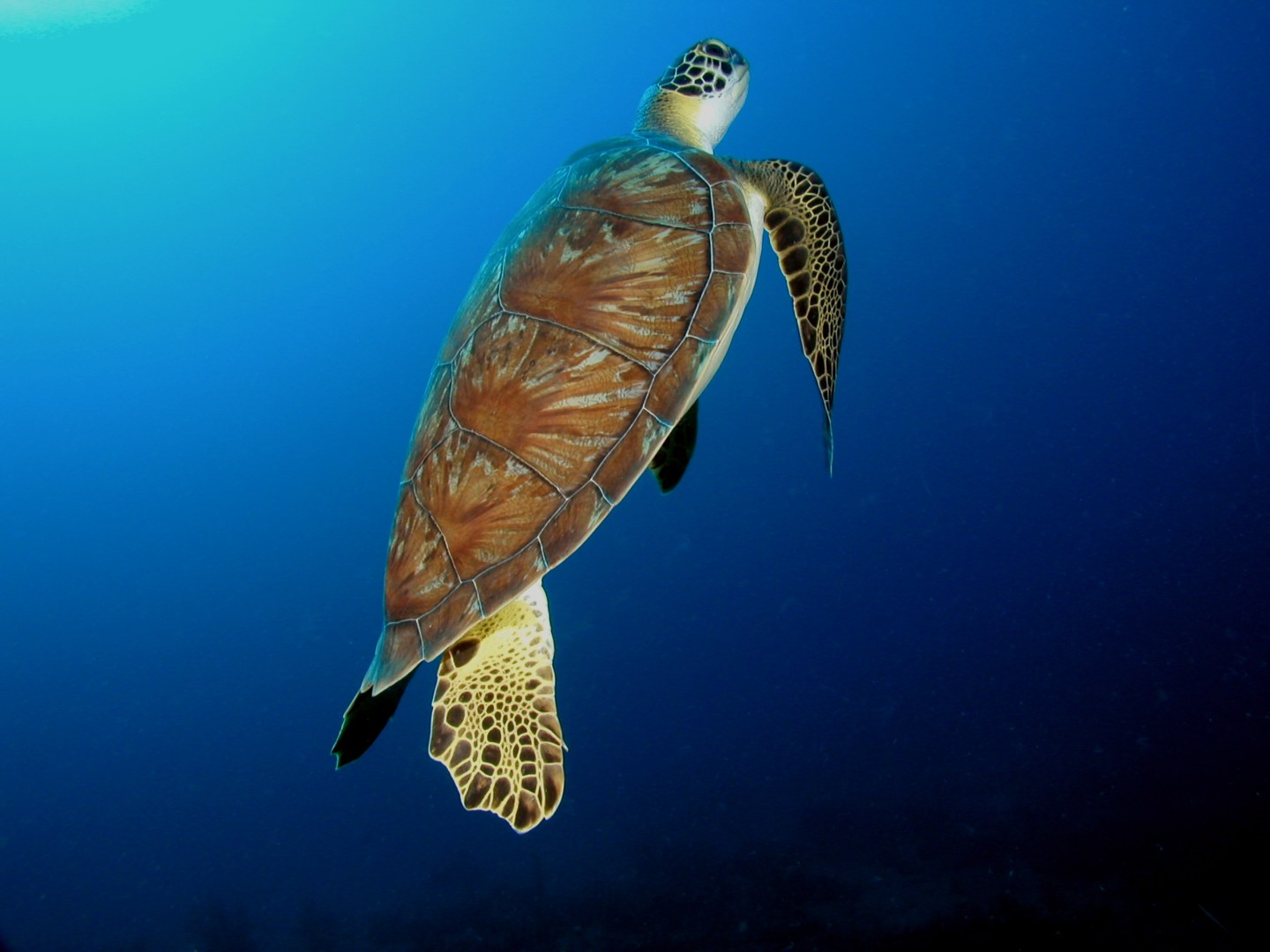 Turtles and penguins have a swimming sweet spot that reduces drag ...