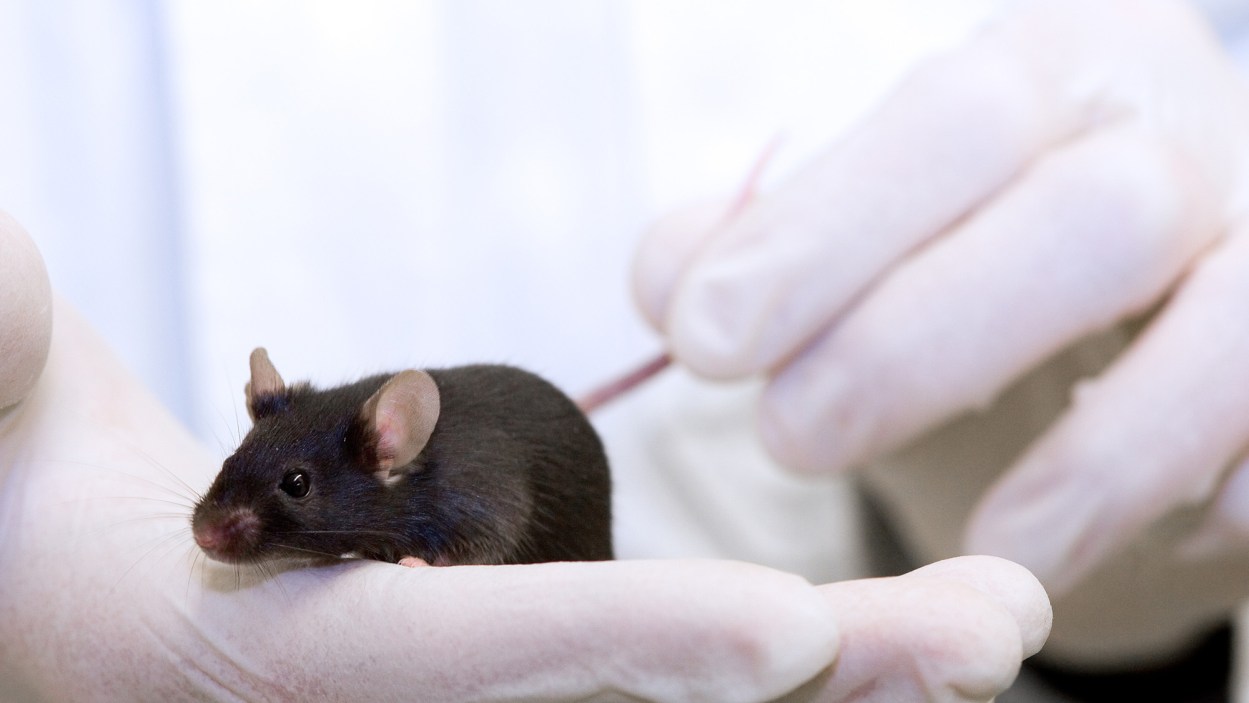 Past experiences strongly affect empathy in mice | Popular Science