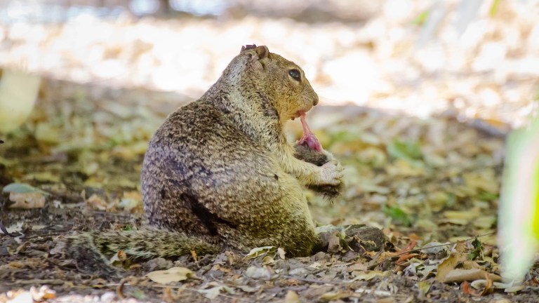 Rodents’ secret weapon? Thumbnails. | Popular Science