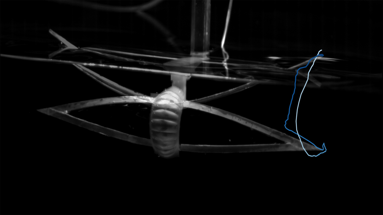 This Manta ray robot is the world's fastest soft-bodied swimmer ...