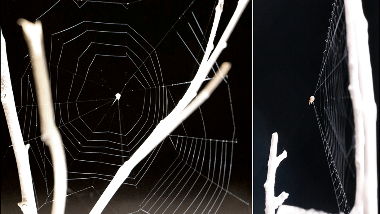 Watch a slingshot spider deploy a perfectly-timed trap | Popular Science