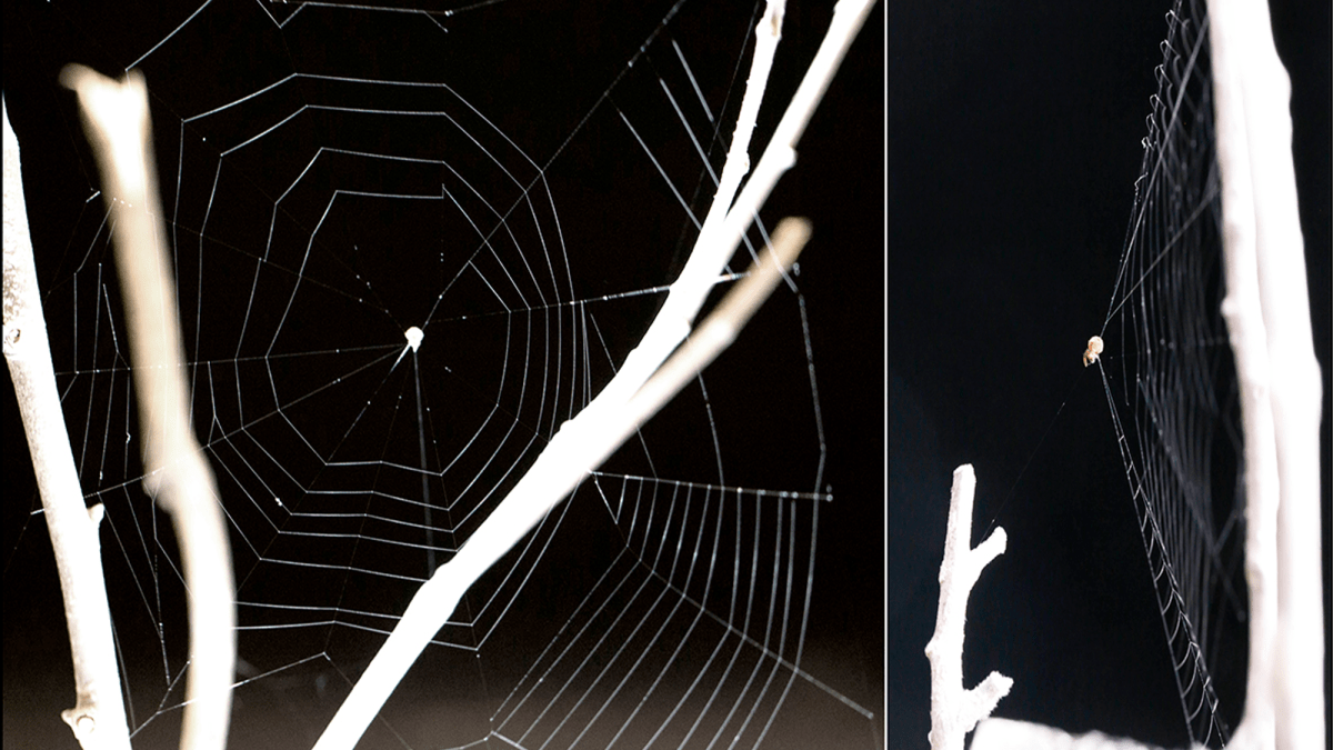 Watch a slingshot spider deploy a perfectly-timed trap | Popular Science