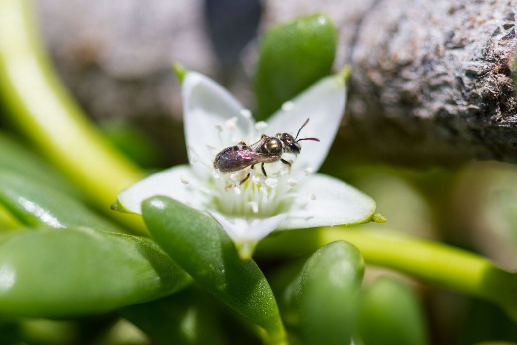 Population of nearly extinct lizard grows 16X in only six years ...
