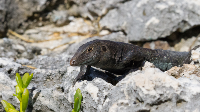 Anole Annals – Your source for the latest on Anolis lizards.